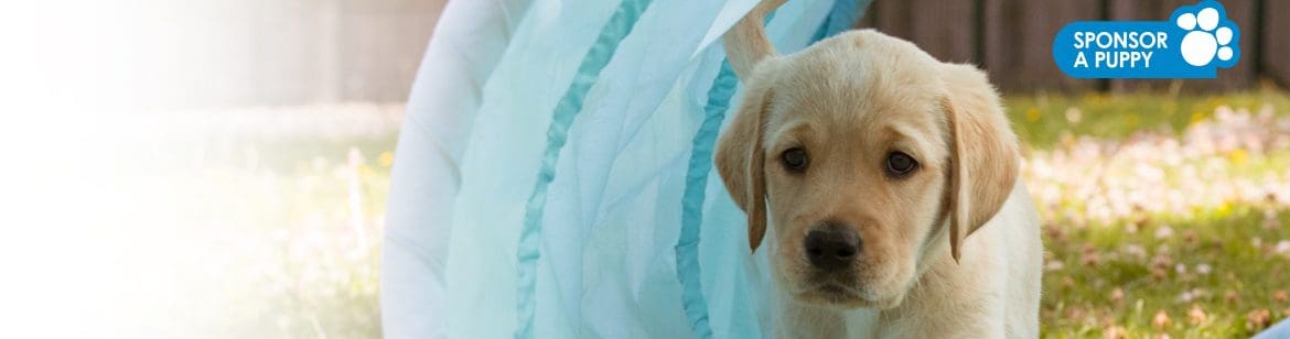 Guide Dog Buddy is Being Sponsored by Vantage IT Solutions